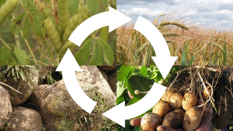 Meilleures Pratiques de Rotation des Cultures | Actualisé octobre 2025